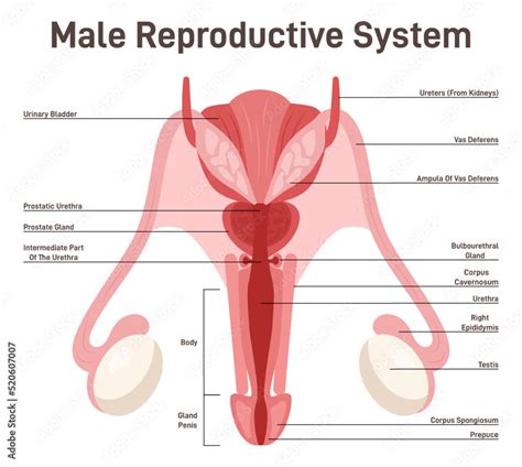Male Reproductive System Healthy Human Internal Organs Testis Penis