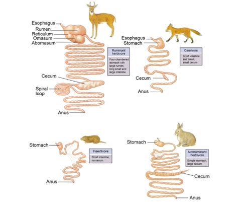 Diagram Of Comparative Digestive Systems Quizlet