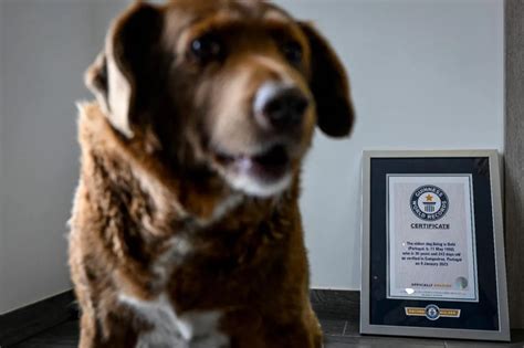 Dünyanın En Yaşlı Köpeği 31 Yaşında öldü Bobinin Uzun Yaşamının Sırrı