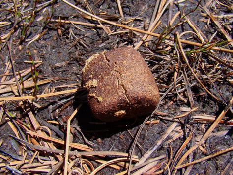 Scientists Figured Out Why Wombats Have Cube Shaped Poop Nerdist