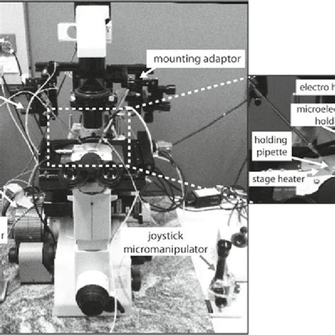 Schematic Of Microinjection Into A Mouse Oocyte The Oocyte Is Held In