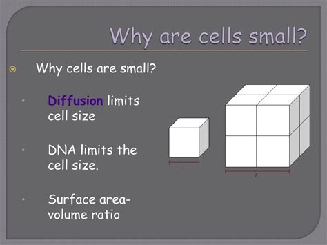 PPT Cell Size PowerPoint Presentation Free Download ID