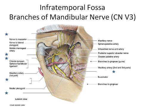 Infratemporal Fossa Branches Of Mandibular Nerve Cn V3 Diagram Quizlet