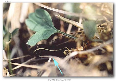 Parnassius Eversmanni Thor H Edwards 1881