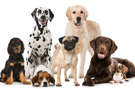 Kesehatan Anjing Jenis Dan Cara Merawatnya Halodoc