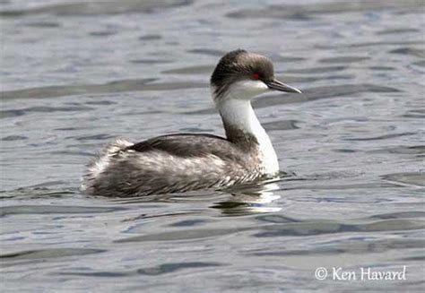 Junin Grebe