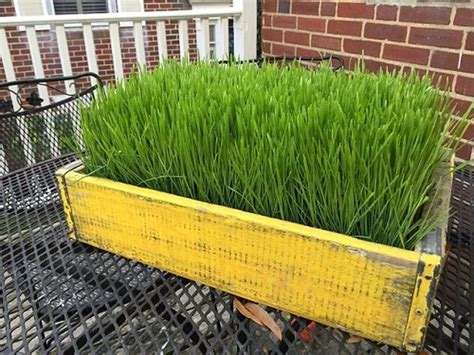 36 Lovely Dog Friendly Plants That Wont Harm Your Furry Friend