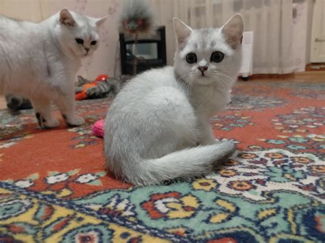 Серебристая шиншила