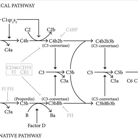 Schematic And Simplified Representation Of The Complement System