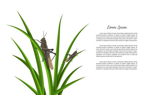 Grasshopper Vector Images Over 5700