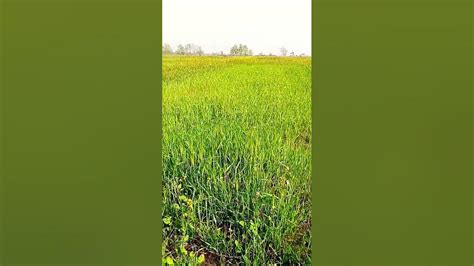 Vimlesh Yadav Youtube