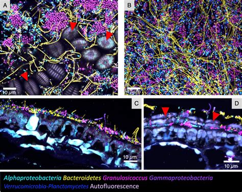 Spatial Structure Of The Epiphytic Microbial Community At The Tip Of N