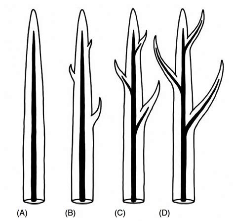 植物叶的进化历程是怎么样的 知乎