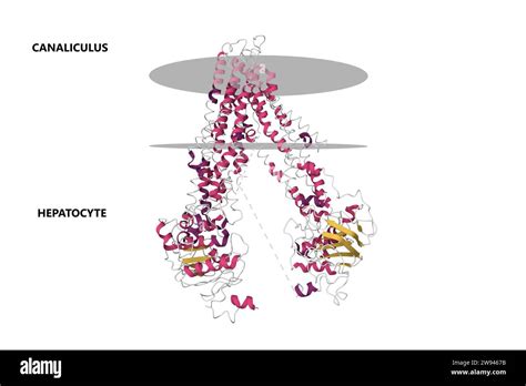 Structure Of Human Bile Salt Exporter Abcb11 3d Cartoon Model
