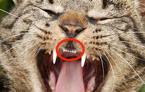 Cat Front Teeth