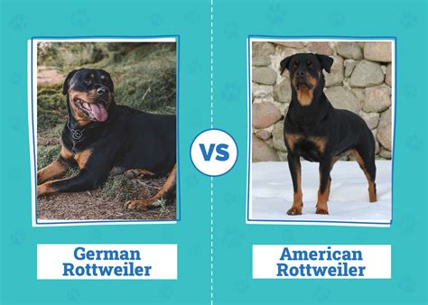German Vs American Rottweiler The Key Differences With Pictures
