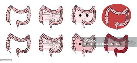 창자 내부 시스템의 간단한 위장 일러스트 세트 건강한 장 개념 벡터의 인체 부위 개체 그룹에 대한 스톡 벡터 아트 및 기타