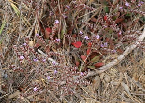 California Marsh Rosemary Sea Lavender Limonium Californicum