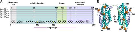 Apolipoprotein E4 Has Extensive Conformational Heterogeneity In Lipid Free And Lipid Bound Forms