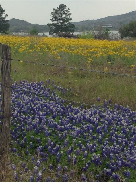 Bluebonnets Taken By Lance And Dawn Ware Central Texas Gardener