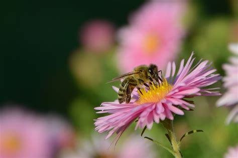 Aster Honeybee Pollination Free Photo On Pixabay Pixabay
