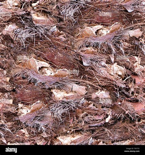 Tree Bark Seamless Texture Tile Stock Photo Alamy
