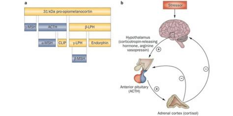 Sport And Endorphins What Is Their Relationship HSN Blog
