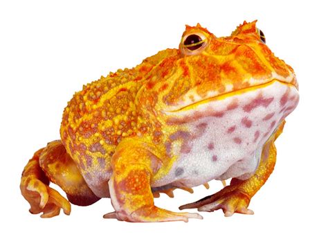 Different Types Of Pacman Frogs