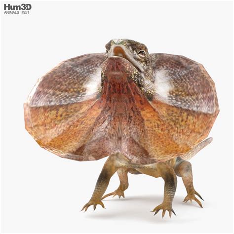 Frilled Lizard Low Poly Rigged 3d Model Download Reptile On