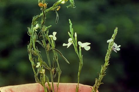 Striga Asiatica Orobanchaceae