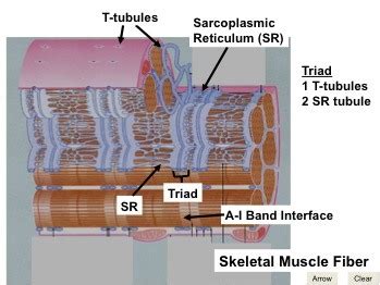 Chapter 10 Skeletal Muscle Flashcards Quizlet