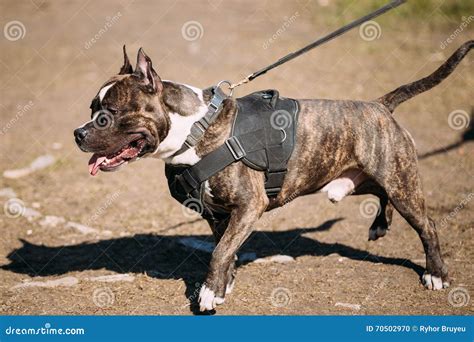 American Staffordshire Terrier Training Rrrm