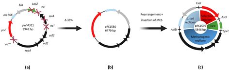 E Coli Diagram Plasmid