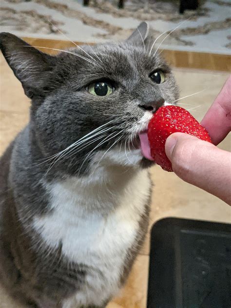 My Cat Eats Strawberries R Mildlyinteresting