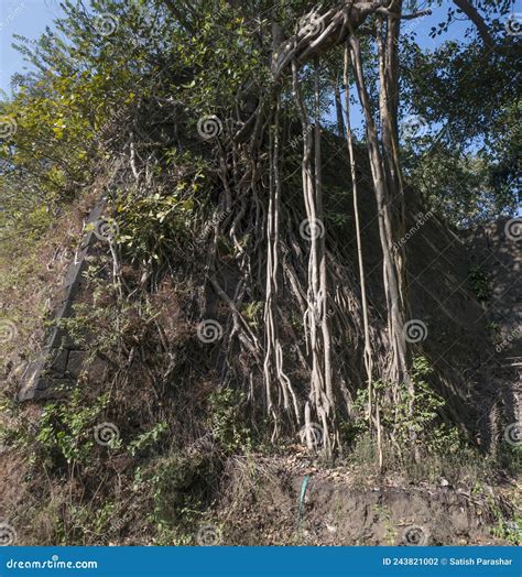 Multiple Rootlets Intertwined Forming Patterns On The Ancient Fort Wall