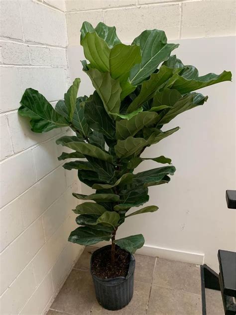 Fiddle Leaf Fig Tree Artofit