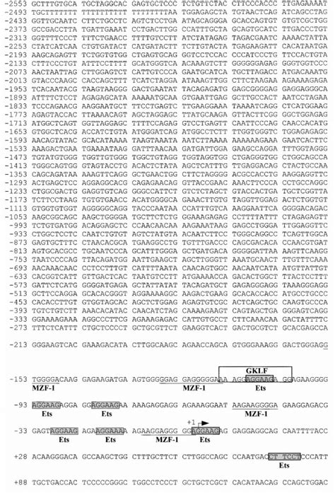 Nucleotide Sequence Of The Mouse Ec Sod Promoter And Its 5h Flanking Download Scientific