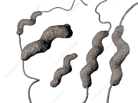 Campylobacter Jejuni Bacteria Artwork Stock Image C0225941