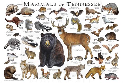 East Tennessee Wildlife