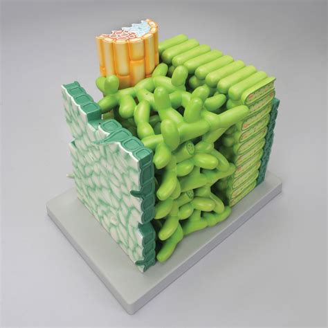 Altay Dicot Leaf Model Carolina Biological Supply