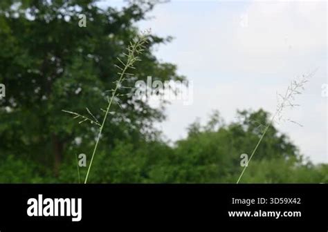 Sporobolus Pyramidalis Grass Itis A Species Of Grass Native To Africa And Yemen But It Is One