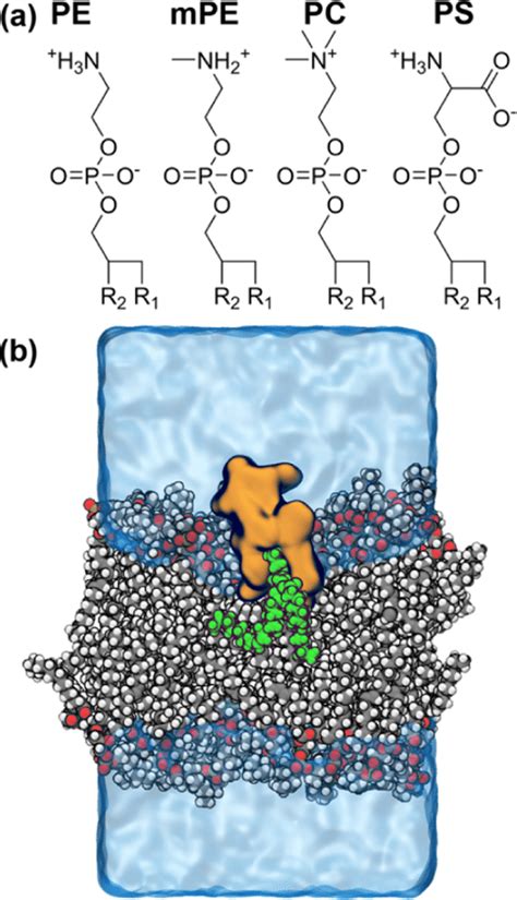 simulations of cinnamycin−lipid complexes in a bilayer membrane a