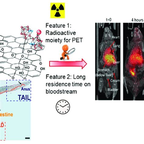 A Molecular Structures Of Boron Cluster Bodipy Conjugates 1 5 Pink