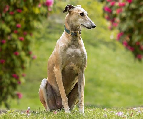 Five Endearing Personality Traits Of Italian Greyhound Dogs Easy Sites