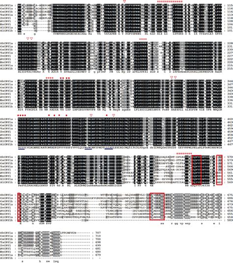 Amino Acid Sequence Alignment Of Plant Cryptochromes Using Clustalx
