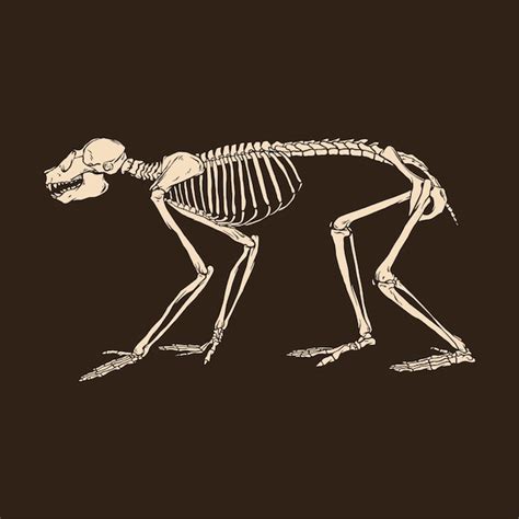 Premium Vector Animal Skeleton Monkey Vector Illustration