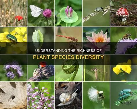 Understanding The Richness Of Plant Species Diversity Shuncy