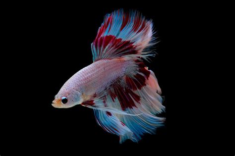 밝은 분홍색 파란색과 빨간색 Betta 물고기의 주요 색상다채로운 샴 싸움 물고기는 검은 배경에 격리하고 머리를 켜고 지느러미를 구부리고 0명에 대한 스톡 사진 및 기타