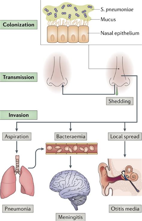 Introduction To Research On Capsular Polysaccharide Protein Conjugate Vaccine Of Streptococcus