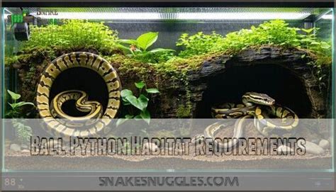 Snake Habitat Size Requirements How To Choose The Perfect Enclosure